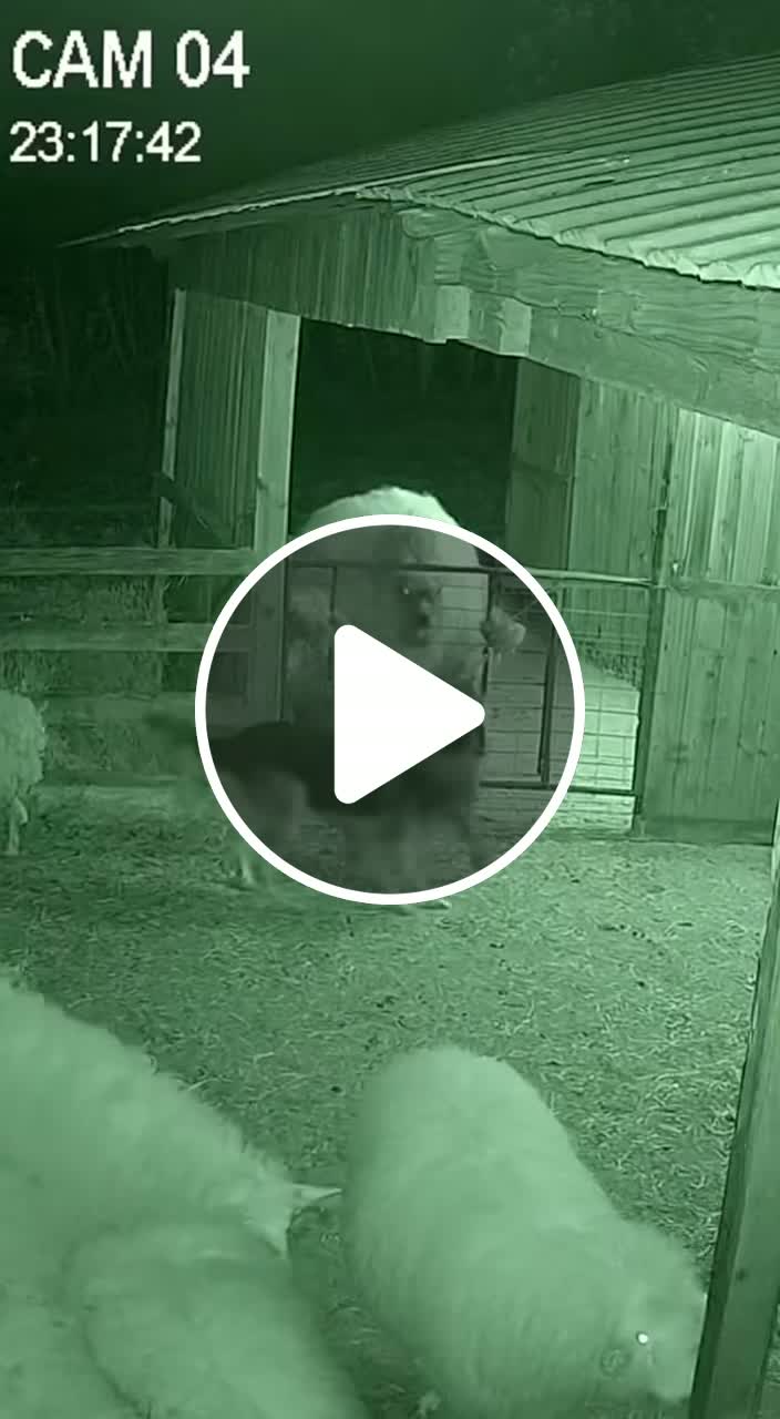 #are #scary #fy #cctv #skinwalker What is this Is it a type of gorilla ...