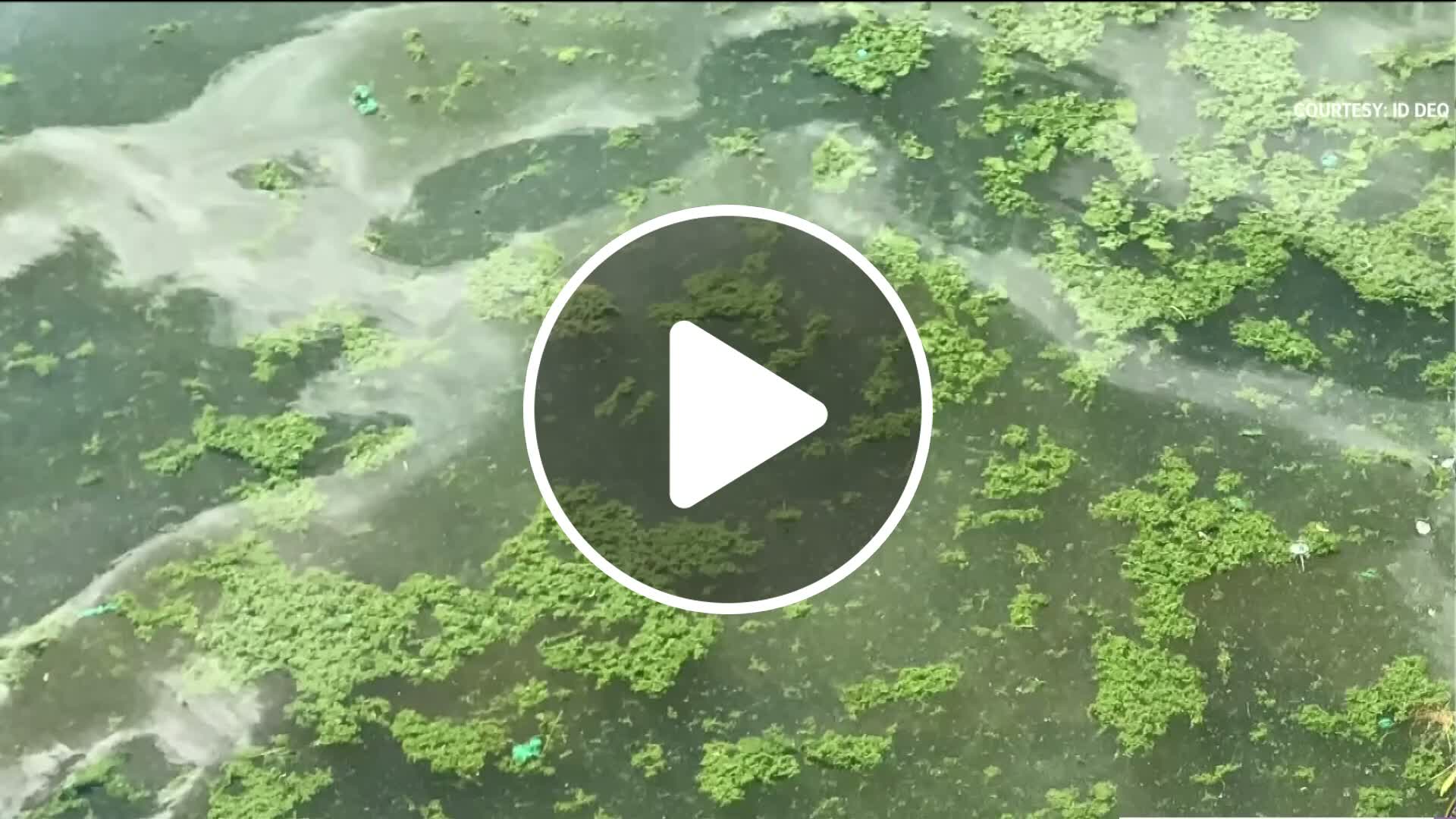 Idaho issues health advisories for 12 lakes due to harmful algae blooms - NewsBreak