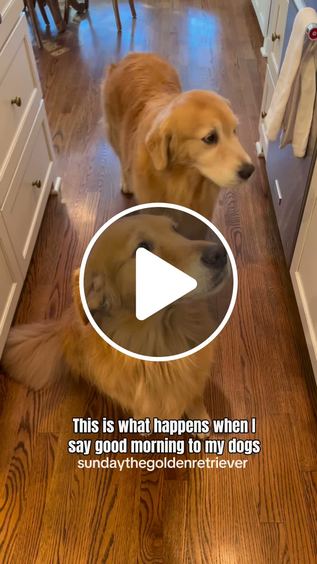 A Moo and Awoo to start the week! Share this cuteness with someone to ...