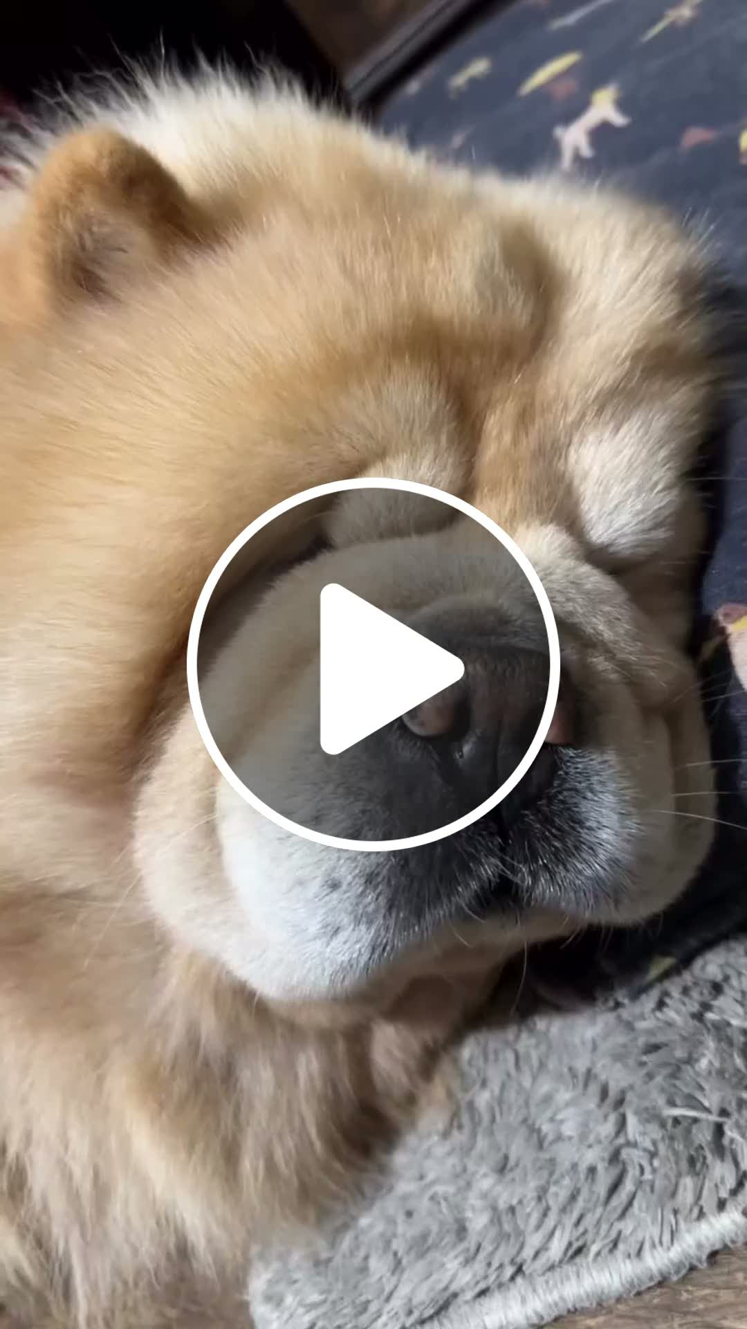 Dream big... sleep bigger💤 "Sweet dreams are made of this"Tell me what you think "THIS" is? # ...