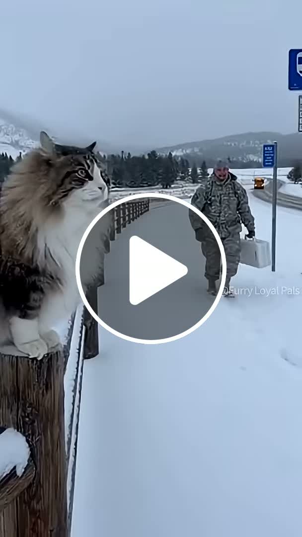 ‍⬛ Huge Fluffball! Norwegian Forest Cat hugs Dad in snow! #cat - NewsBreak