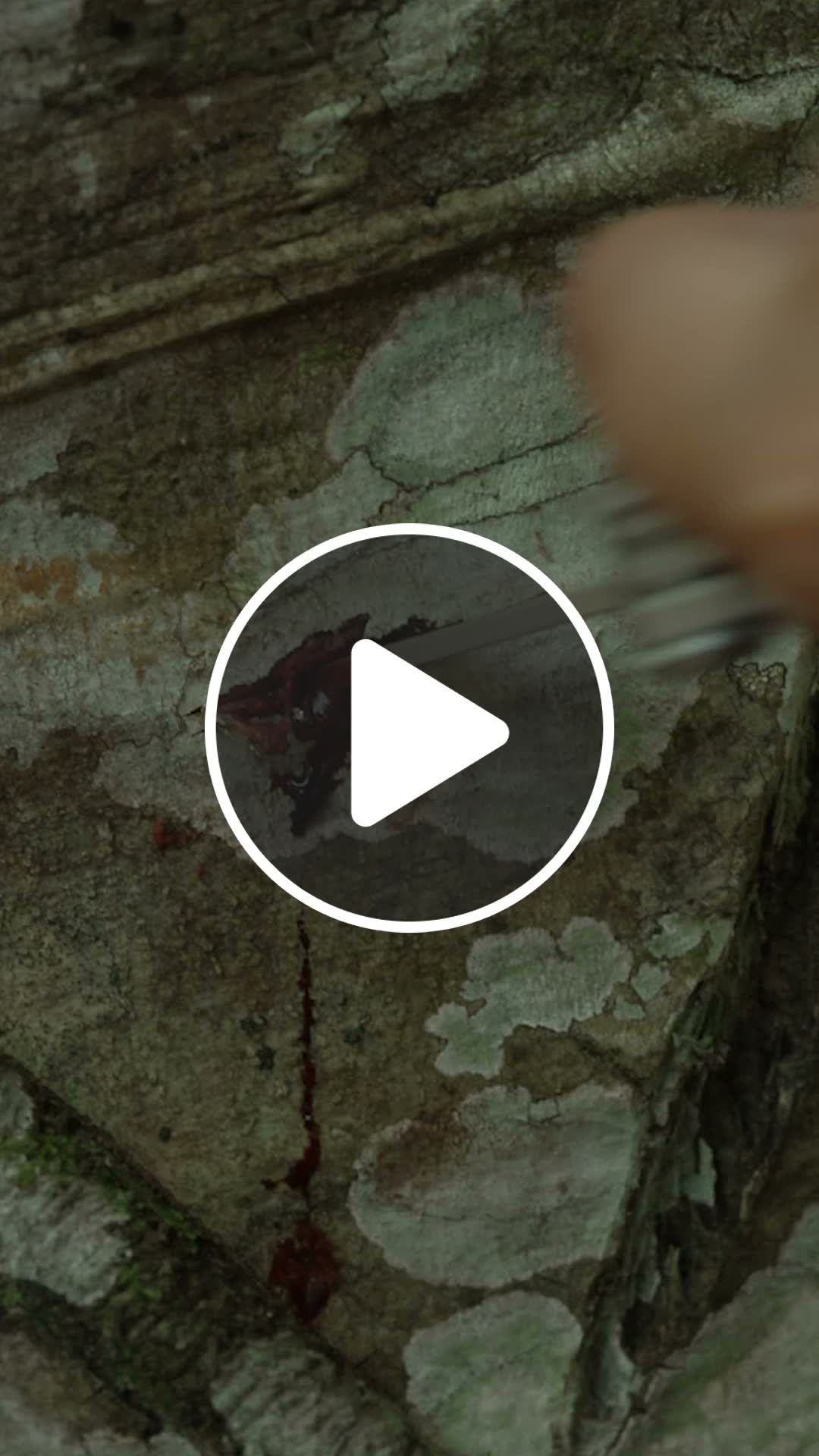 Stingless bees and the Dragon's Blood Tree - NewsBreak