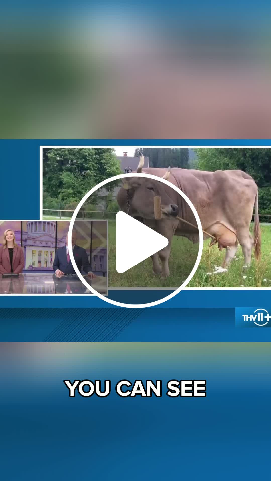 Cow uses a broom to scratch an itch | Here's how - NewsBreak