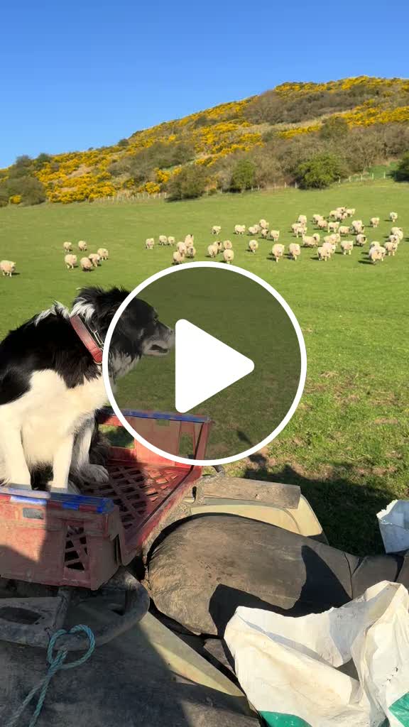 Ever seen such a dog master at herding? - NewsBreak
