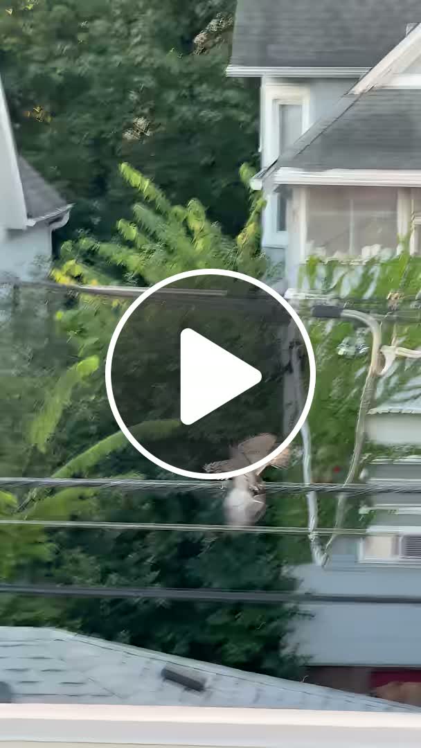 Juvenile Cooper's Hawk Reacquires Pigeon - NewsBreak