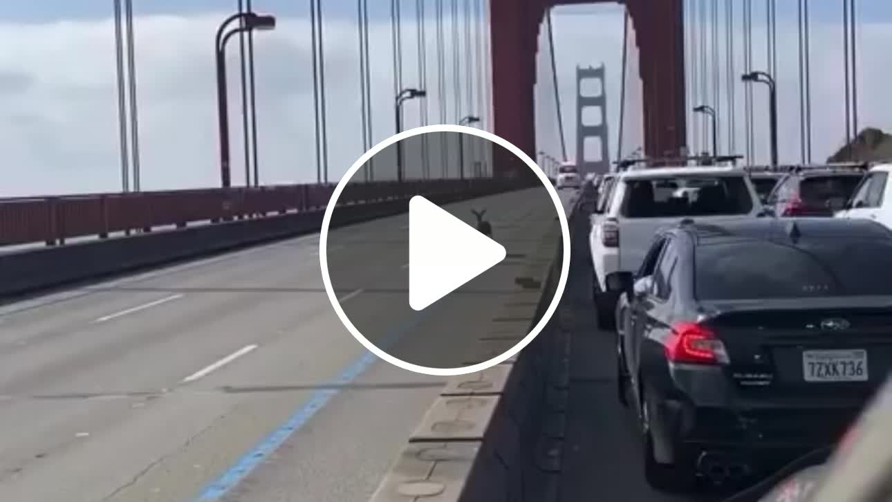 Only in San Francisco… a deer shuts down the Golden Gate bridge ...
