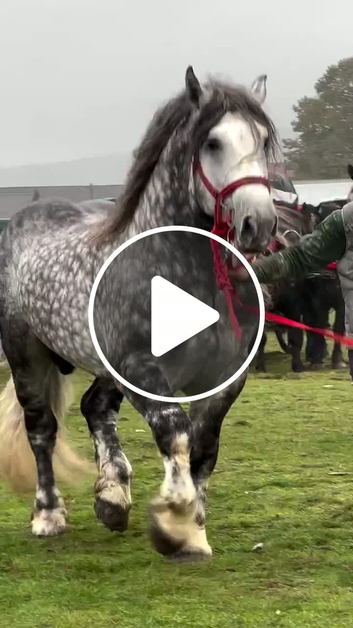 The Percheron is a breed of draft horse that originated in the Huisne ...