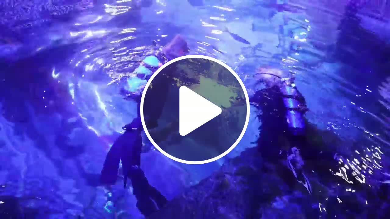 Newest endangered sea turtle finds a name in Kansas City - NewsBreak