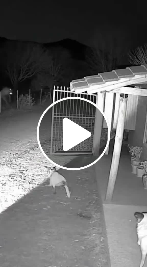 Dog vs skinwalker in united state of America village #Skinwalker # ...