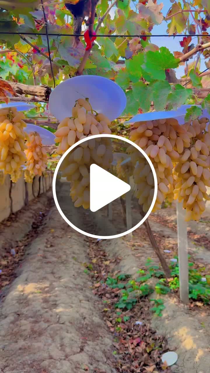 Wow amazing farm production just... watch till the end - NewsBreak