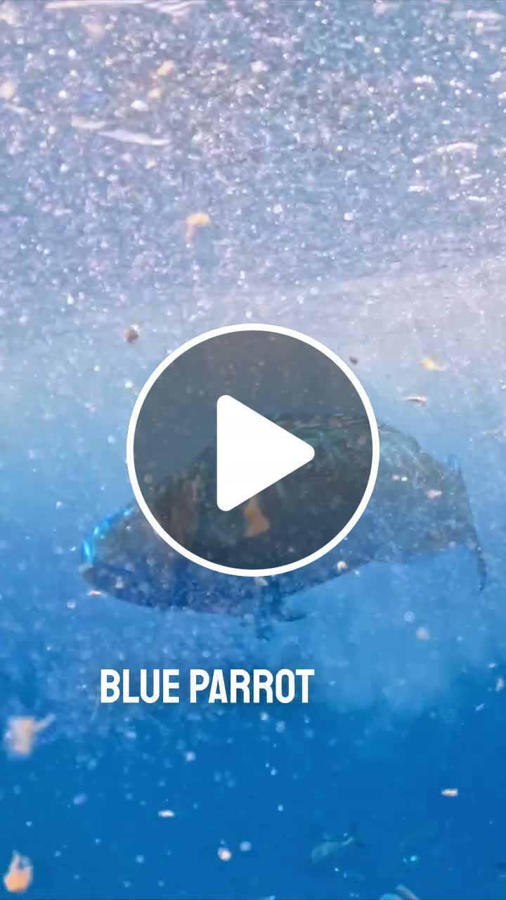 Catching Elusive Blue Parrotfish 😲 #howto #catch #blue #parrot #fishing ...
