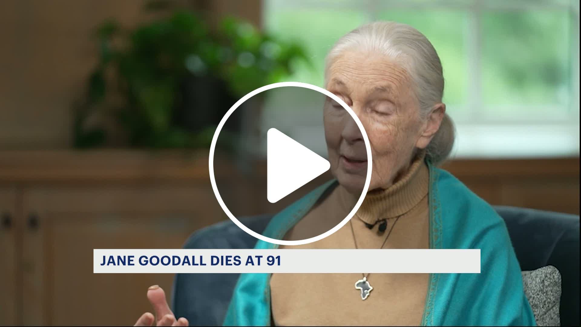 Chimpanzee expert Jane Goodall dies at 91 - NewsBreak