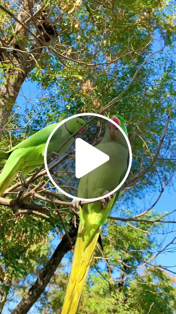 Loving my adorable Ringneck parrot! ️🐦 #ParrotLove #FurryFriends ...