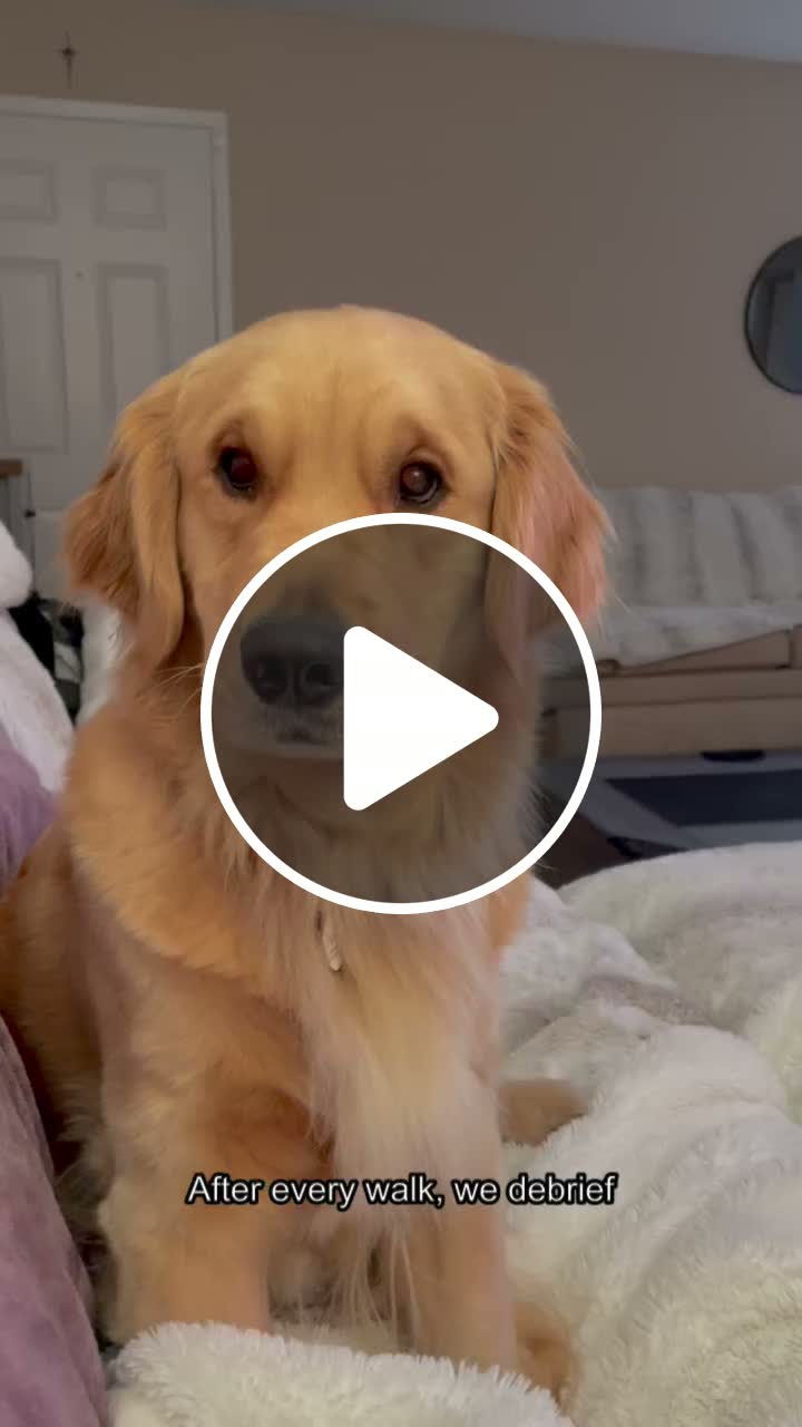 After every walk, we debrief#UnpopularOpinion #CaughtOnCamera - NewsBreak