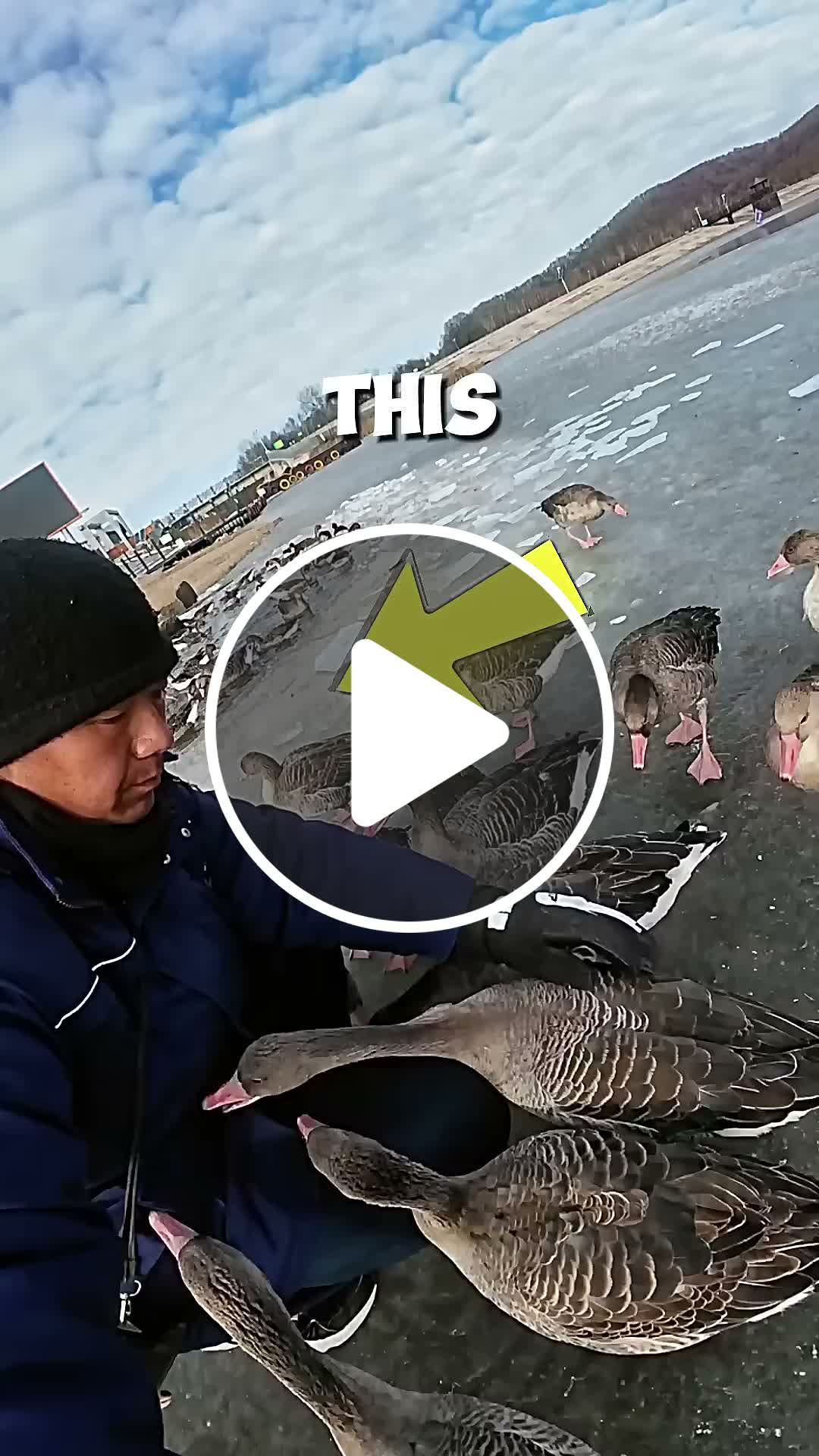 Friendship between humans and geese 🦢 #goose - NewsBreak