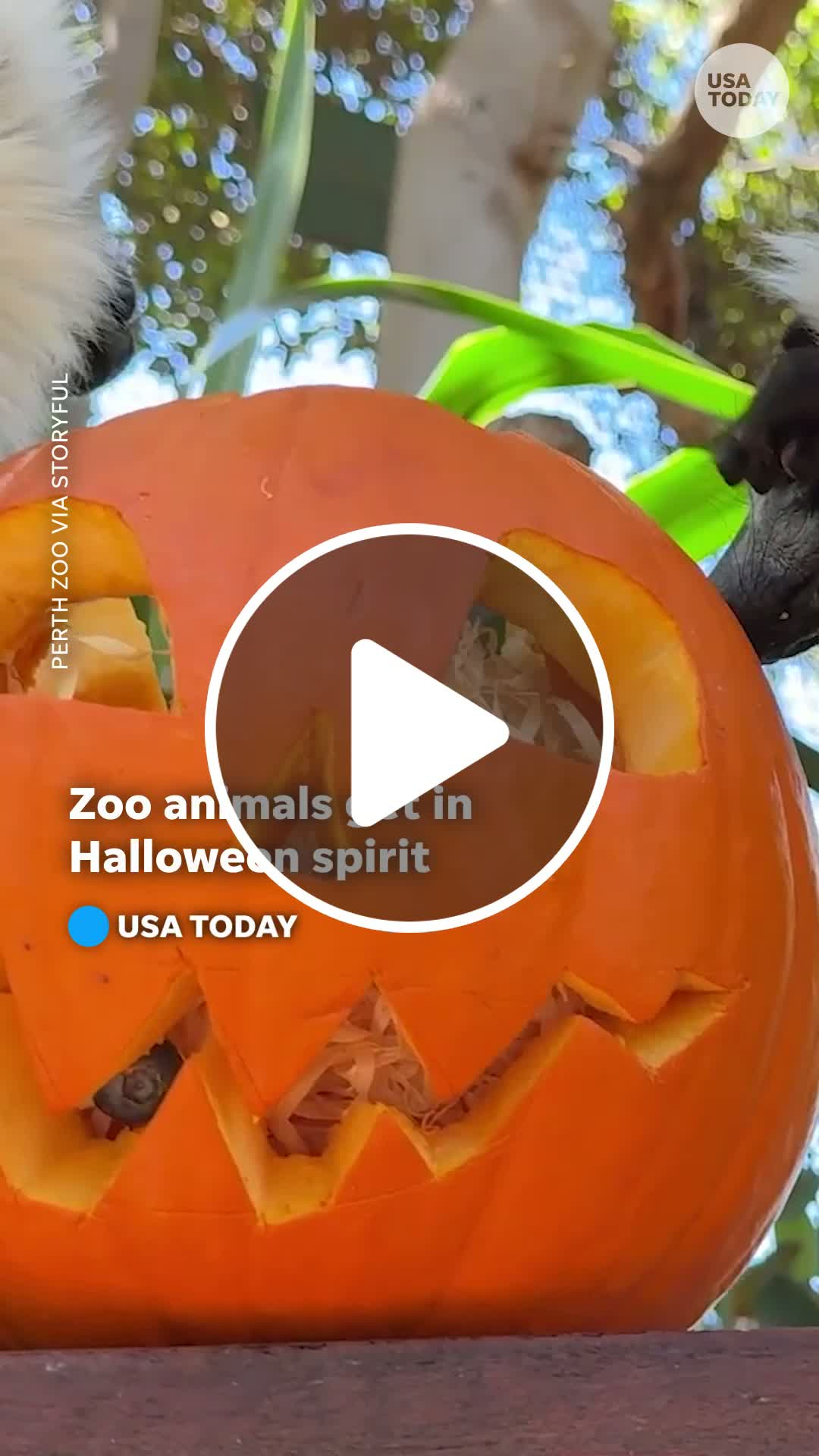 Zoo animals kick off pumpkin fun for Halloween - NewsBreak