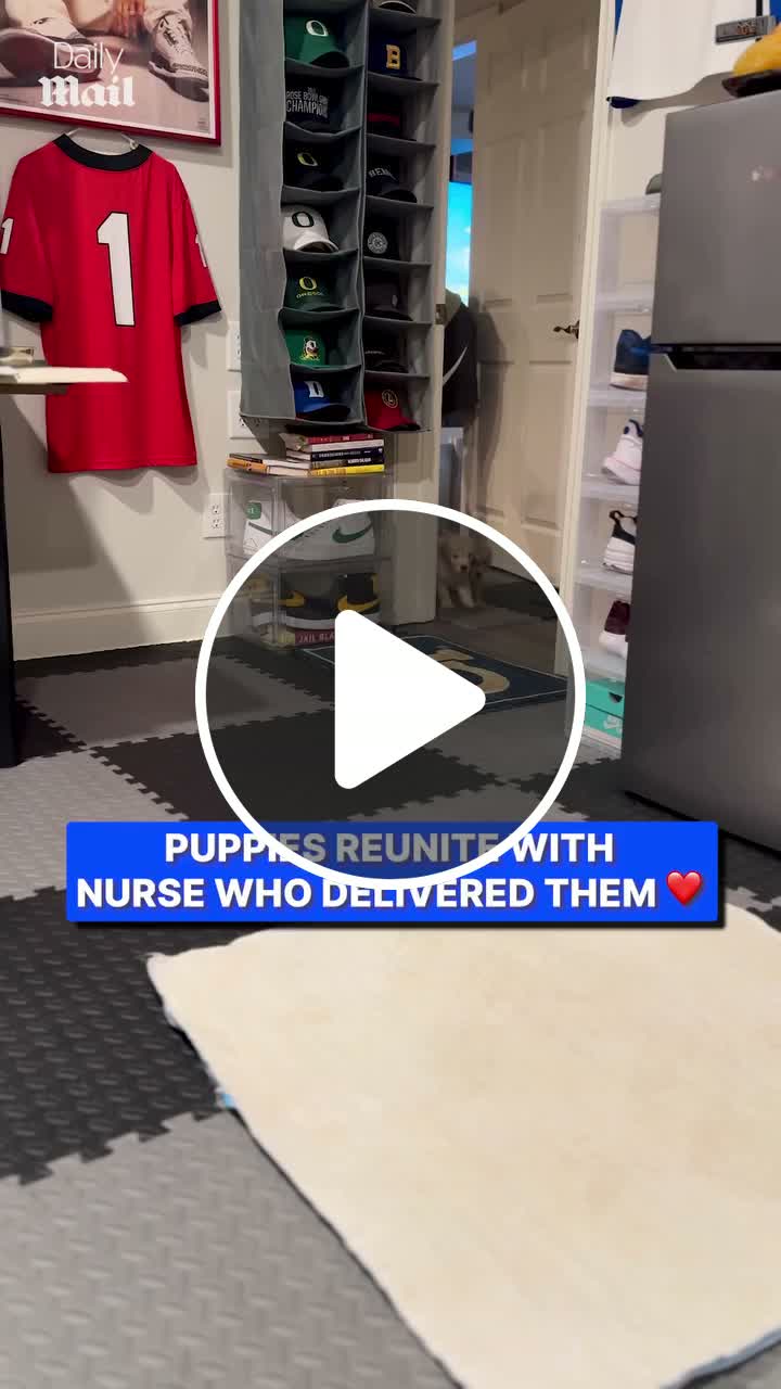 Golden retriever puppies show appreciation to nurse - NewsBreak