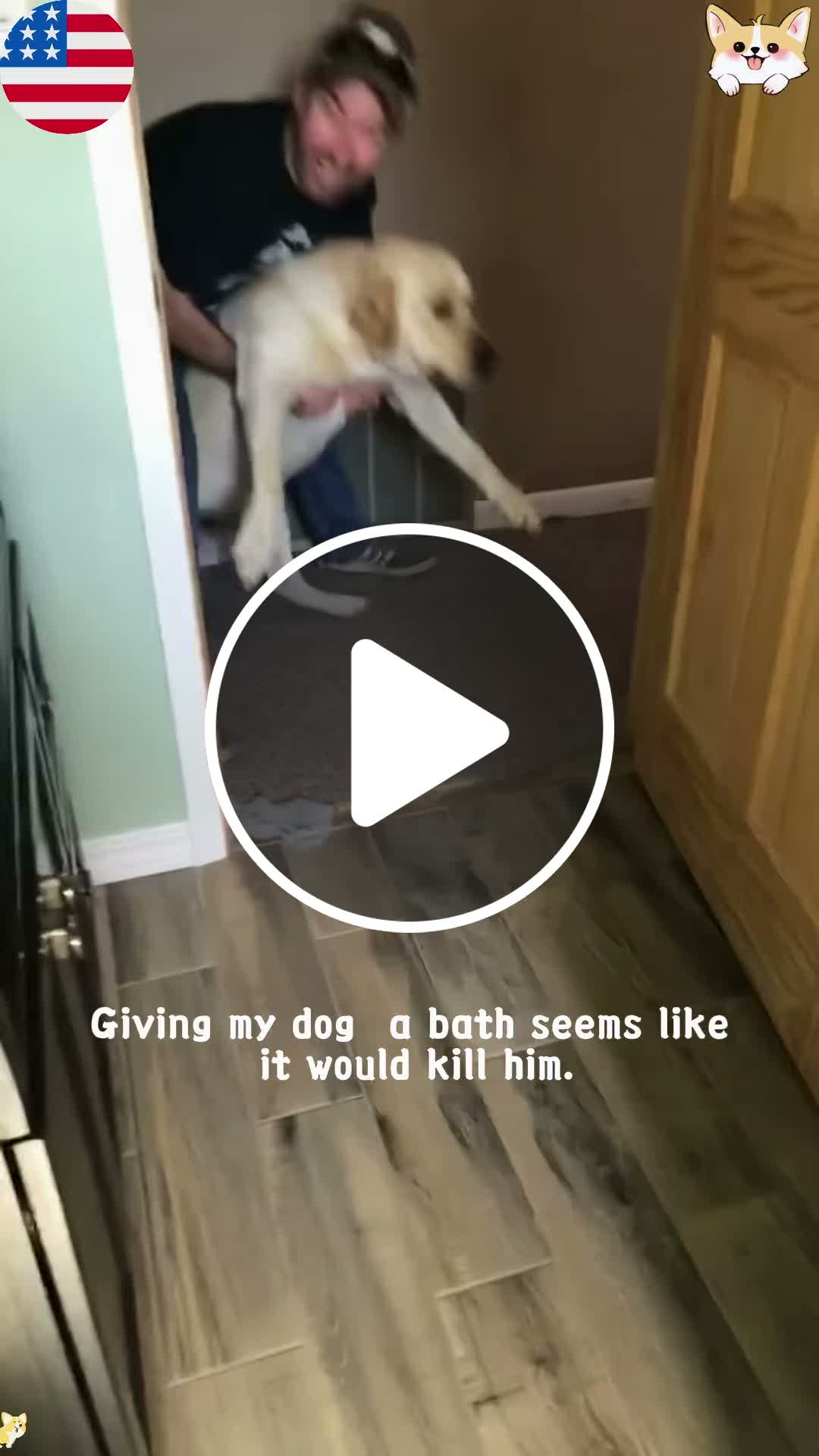 Giving dogs a bath seems like it's going to kill them 🤣 - NewsBreak