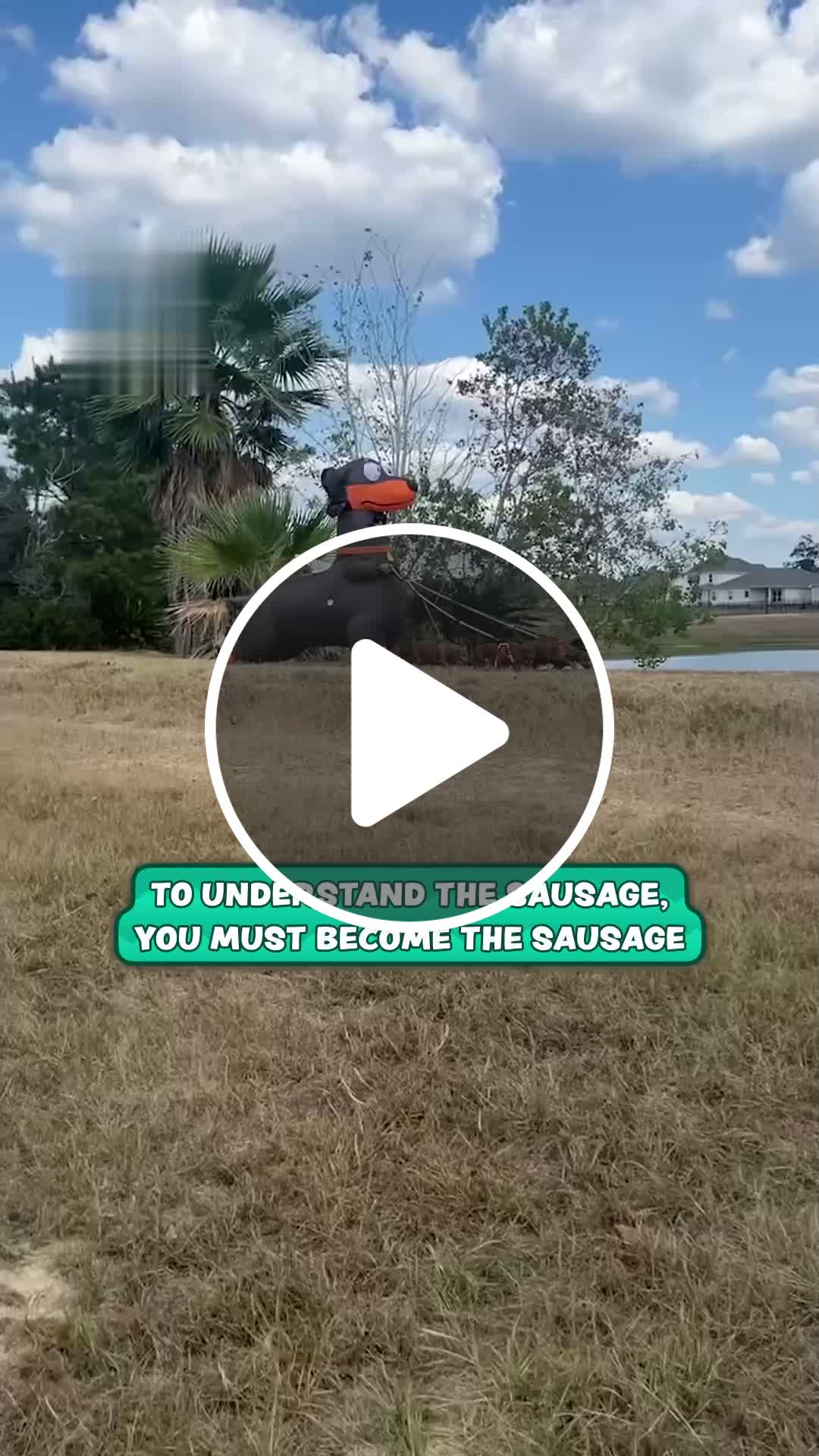 Just a casual dog walk 😂 - NewsBreak