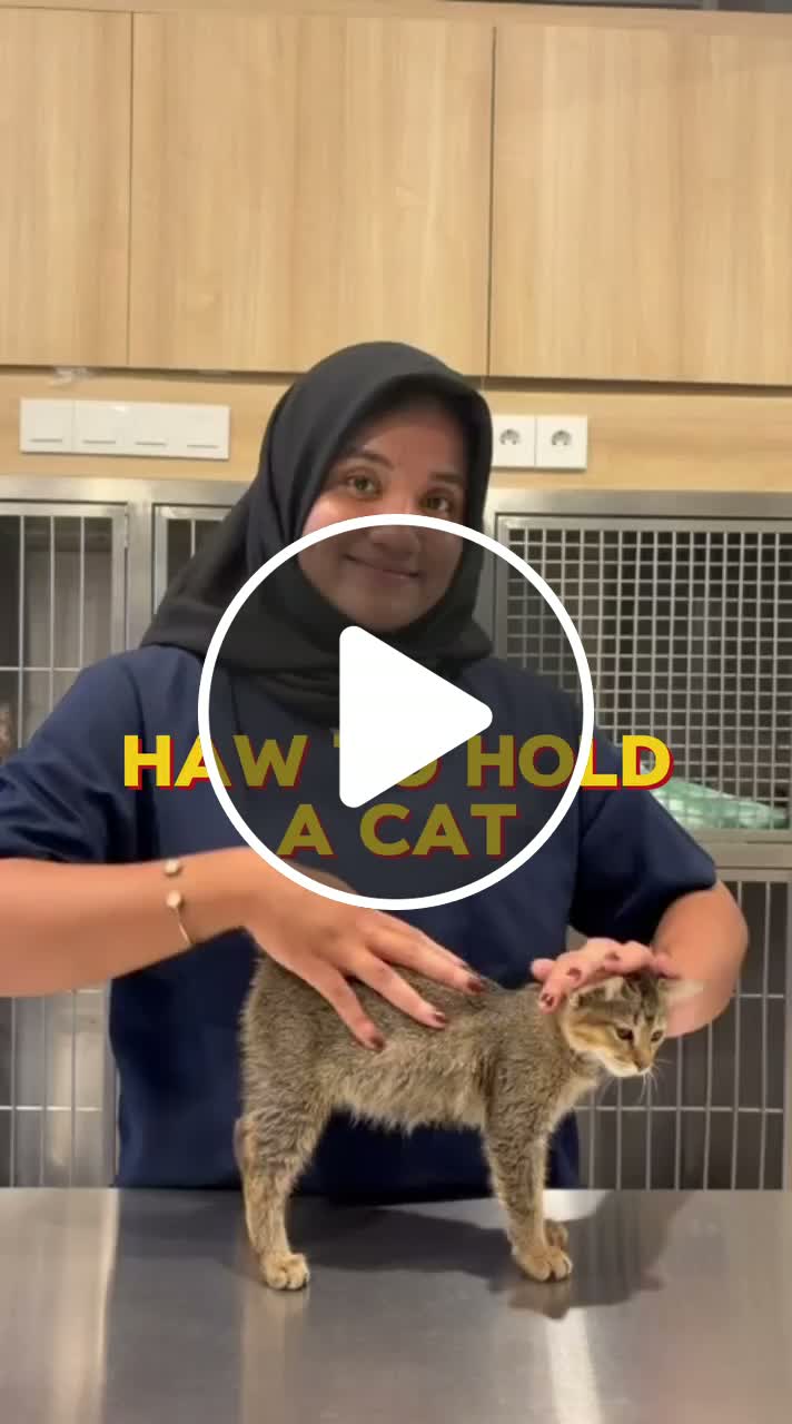 how to hold a cat properly - NewsBreak