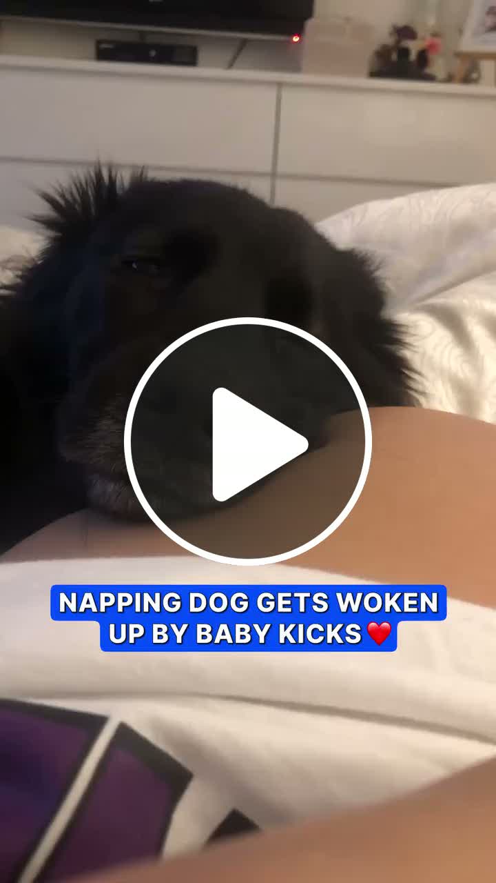Sleeping dog gets woken up by baby kicks - NewsBreak