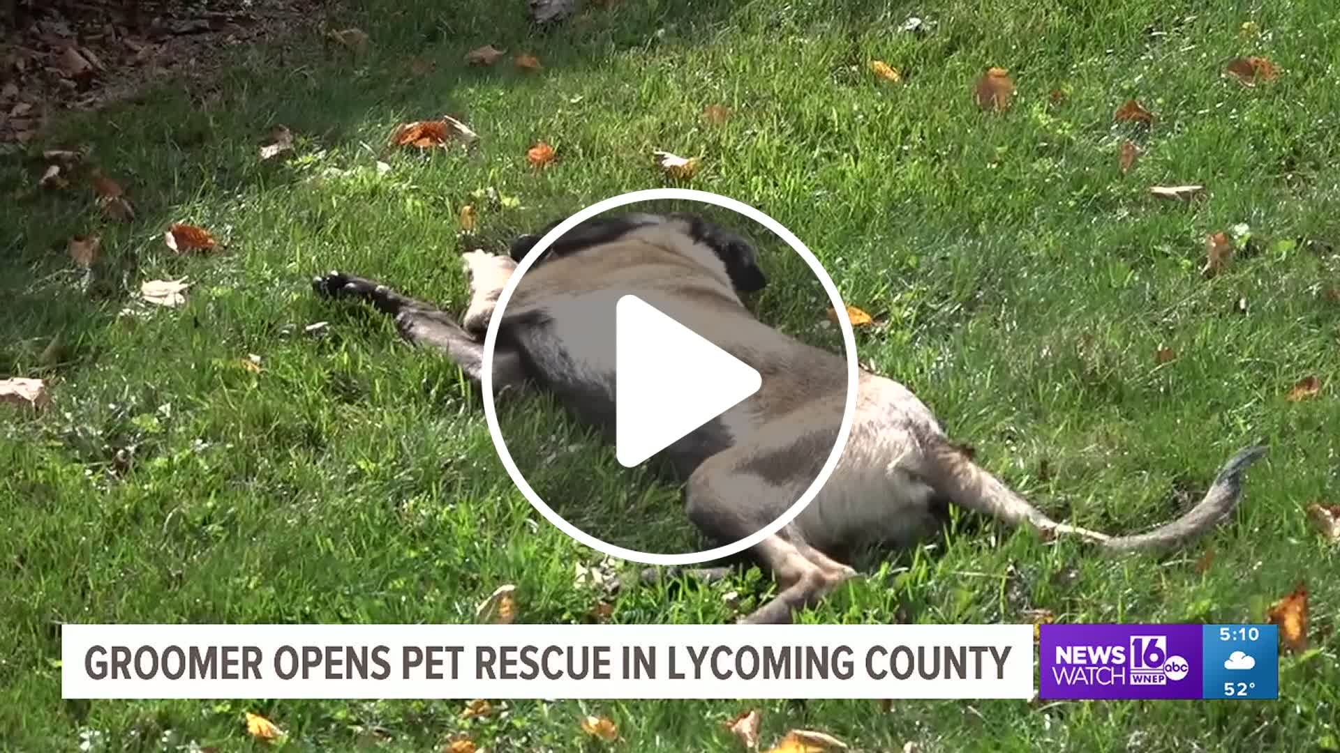 The Safe Haus aims to provide safe haven for animals in need - NewsBreak