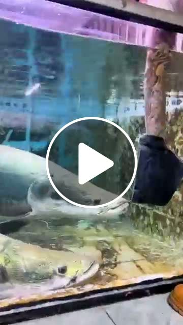 Roast bread with chicken for arapaima aquarium arapaima ytshort ...