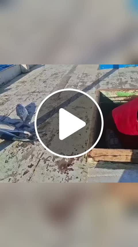 Fishermen bought a large number of one - pound small fish as bait and ...