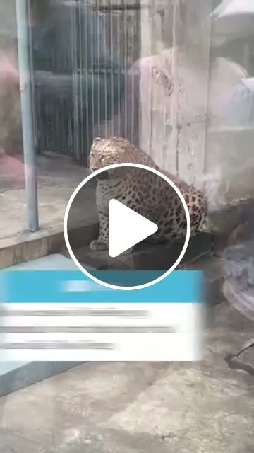 A zoo in China is accused of purposely fattening up its animals to turn them into viral ...