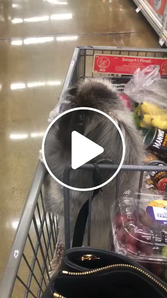 He just wants the duck! - NewsBreak