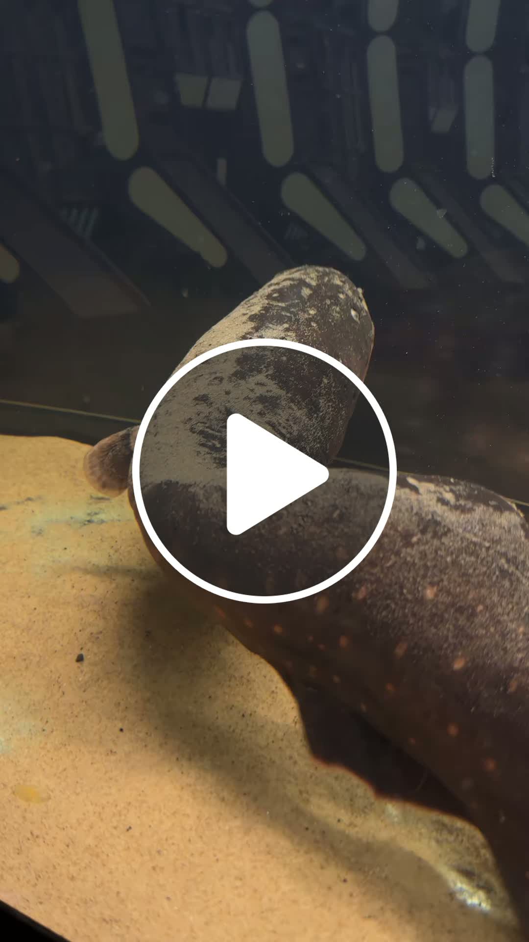 Update on Lumpster the not so electric, Electric Eel‼️ #electricsel # ...