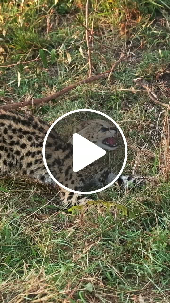 #Safari #nature #wildlife #tour #amazing - NewsBreak