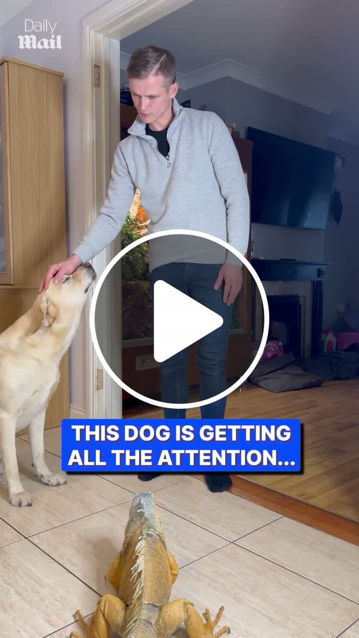 Pet lizard gets jealous of dog s attention - NewsBreak