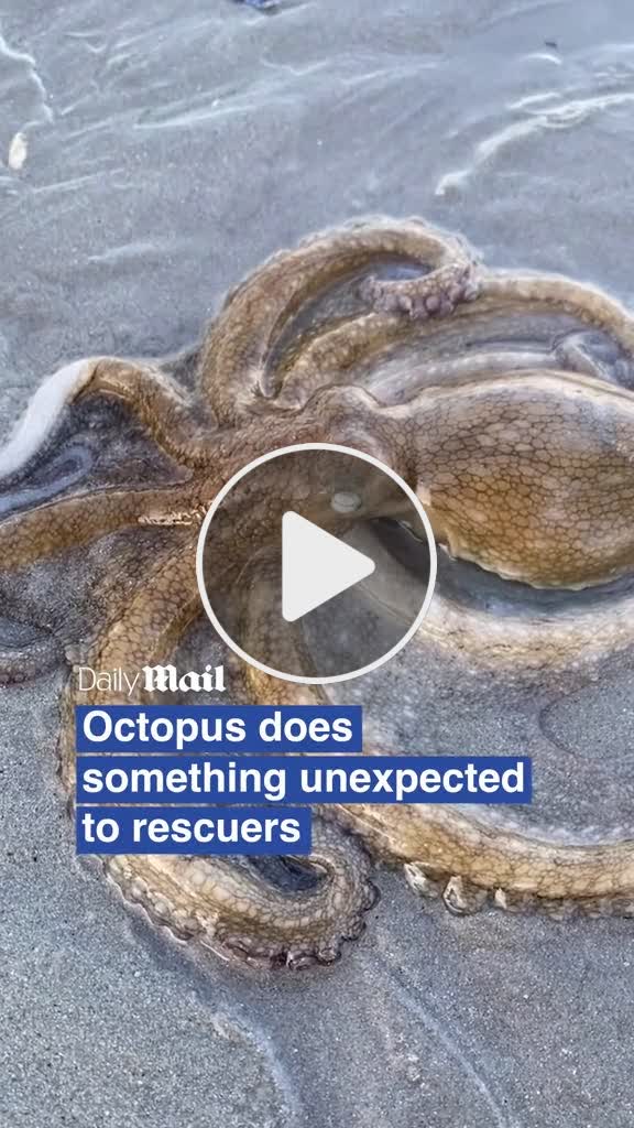 A mother and her two daughters aged 3 and 5 found an octopus that ...