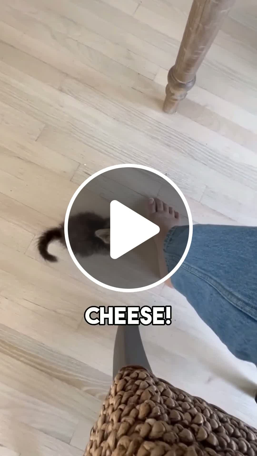 Pizza Crust Really Wants Mac and Cheese 😂 #scoopz #animals #viral #cute ...
