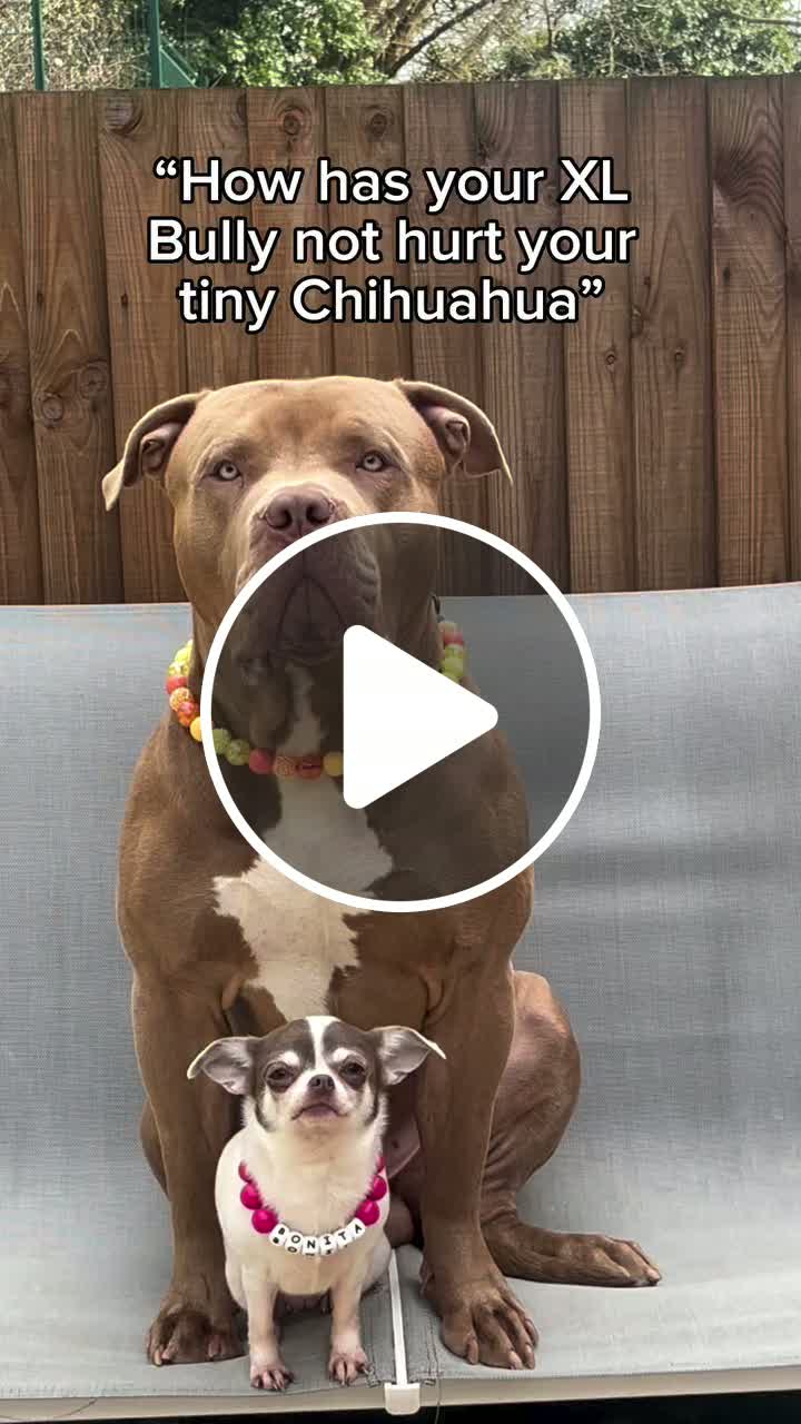 how has your Excel bully not hurt your tiny chihuahua - NewsBreak