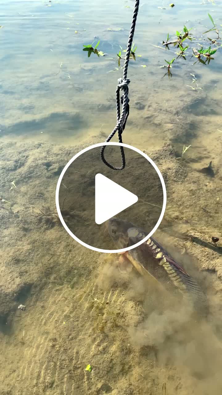 How do I catch this fish! - NewsBreak