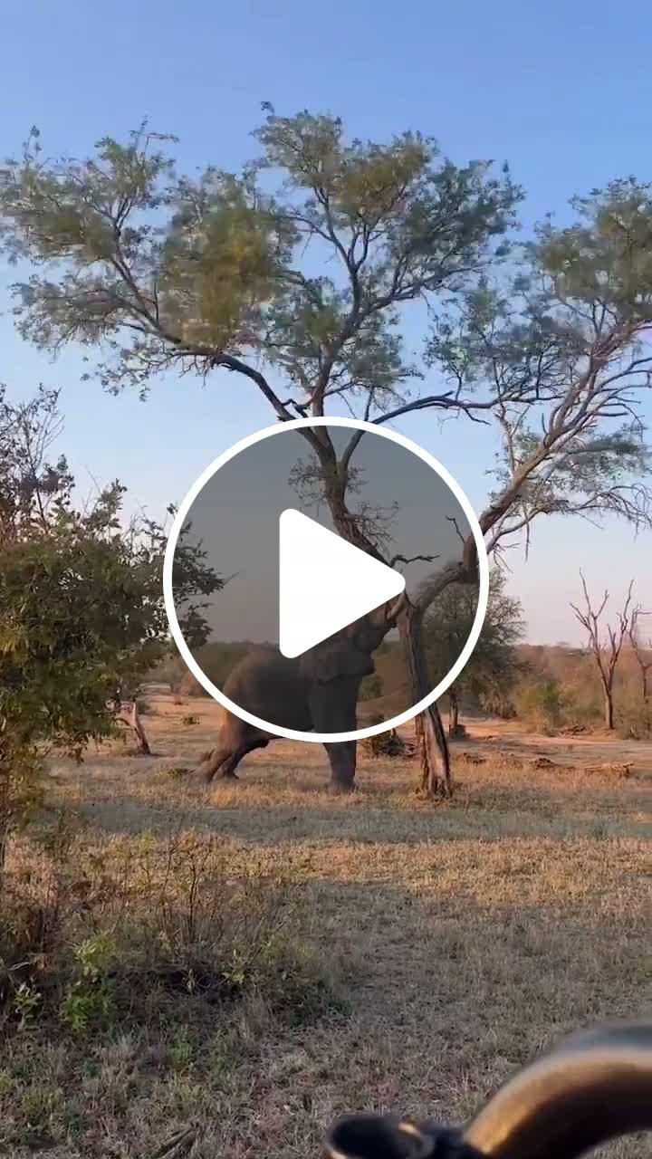 An incredible display of strength as an African elephant knocks over a ...