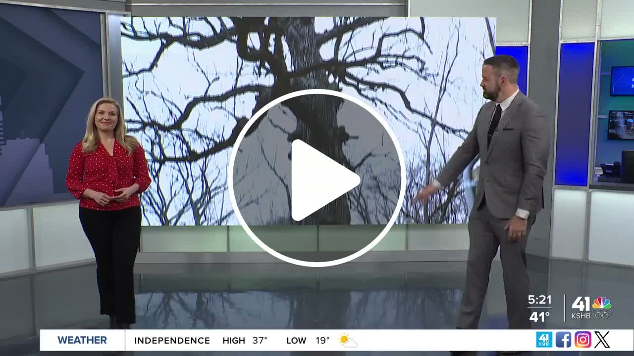 Famous 250-year-old Kansas City tree 'Frank' officially being removed ...