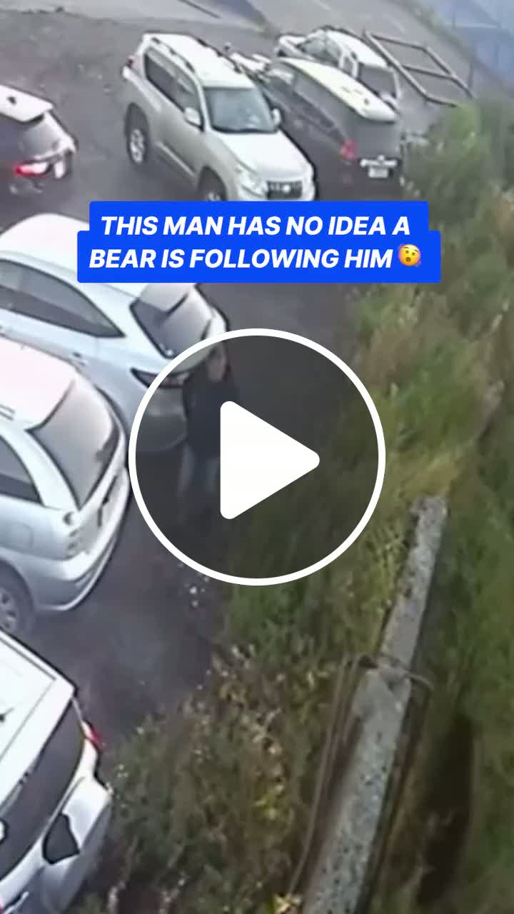 This is the moment a man narrowly escapes a charging bear by diving ...