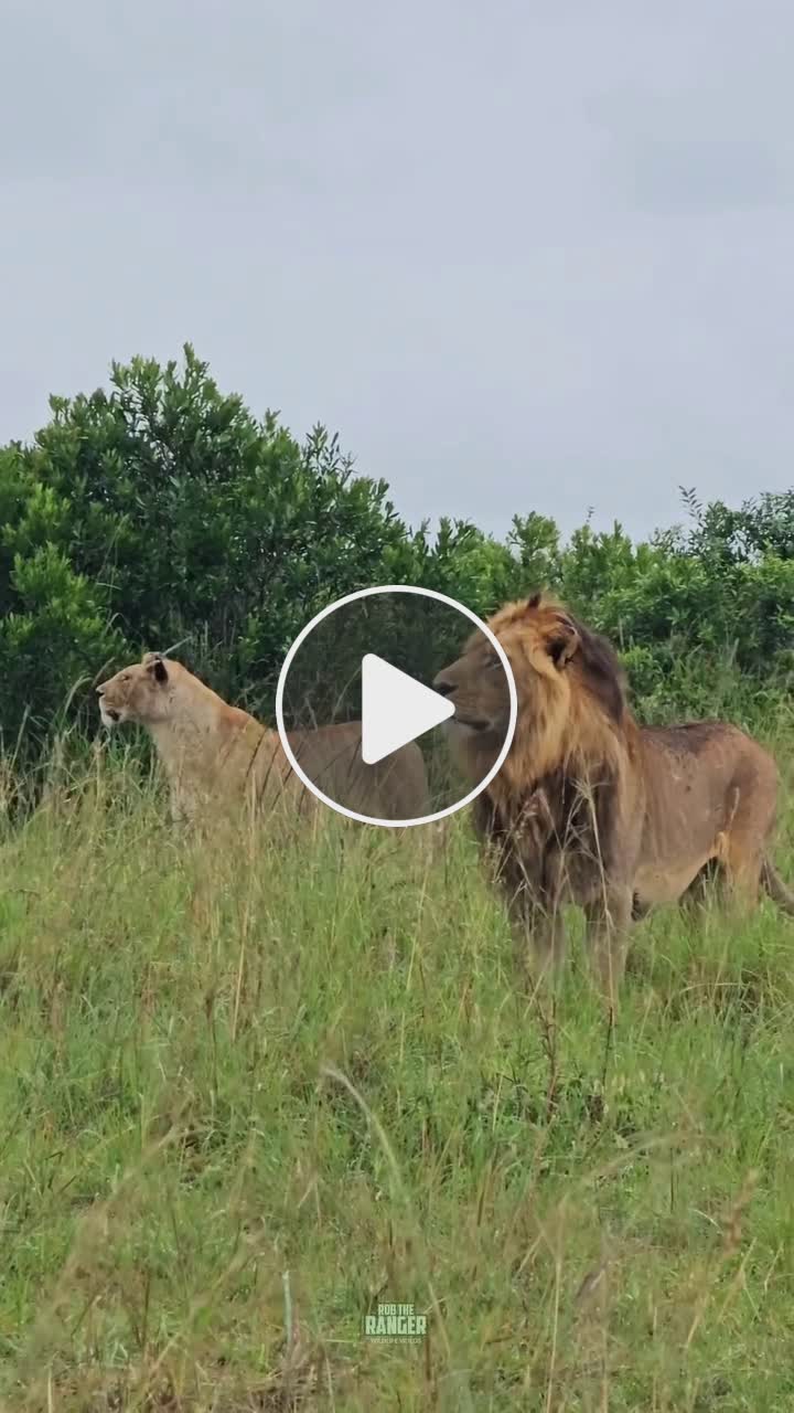 Beautiful young lion Lormasi and his mother one of the oldest lionesses ...