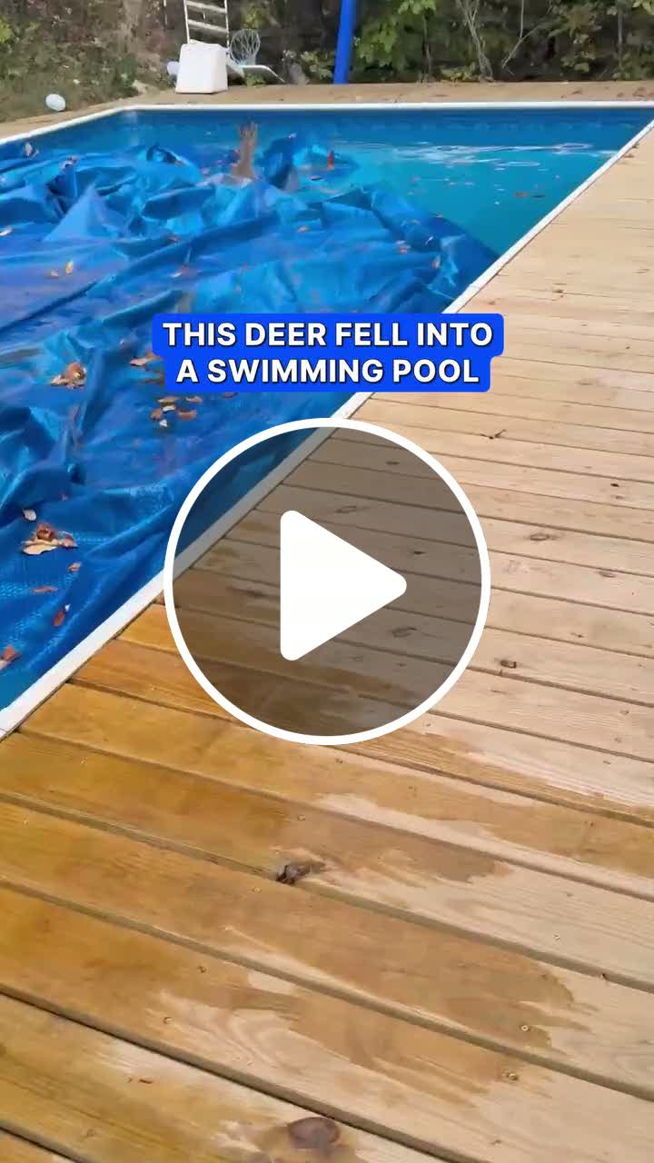 Man rescues deer from a swimming pool - NewsBreak