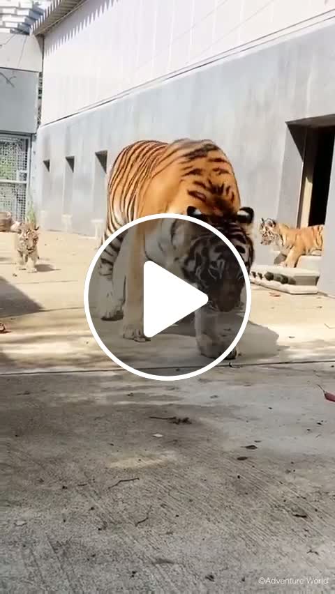 Tiger cub copying its mom..🐅😅 - NewsBreak