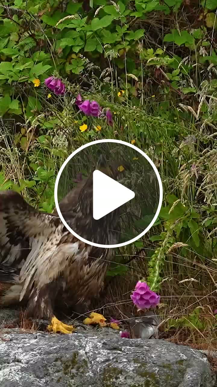 Eagle Fight - NewsBreak