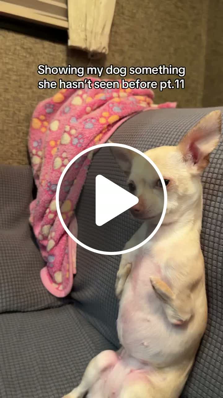 Showing my dog something she hasn't seen before. wait for it - NewsBreak