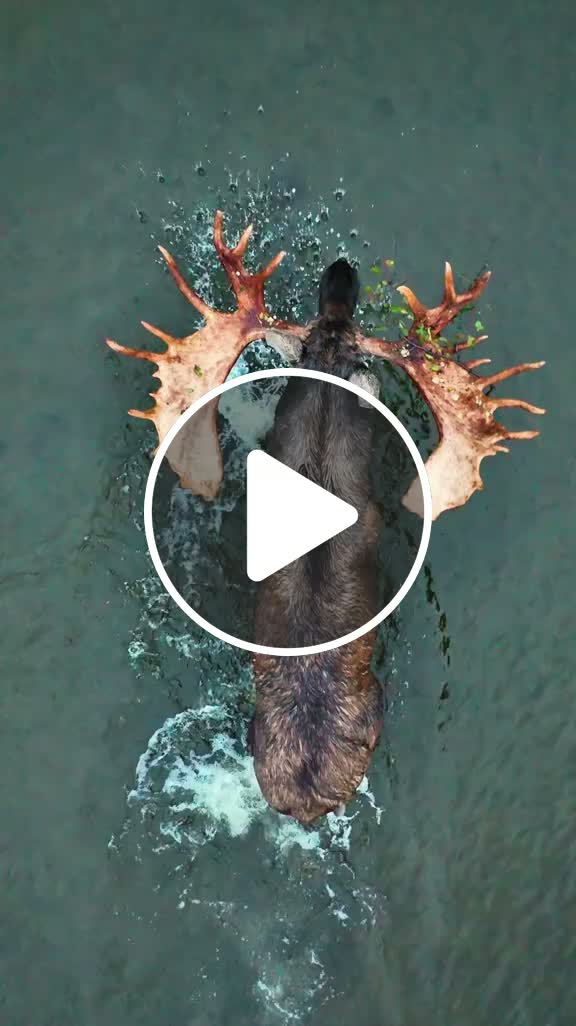 It’s hard to explain how truly magnificent these creatures are . . . # ...