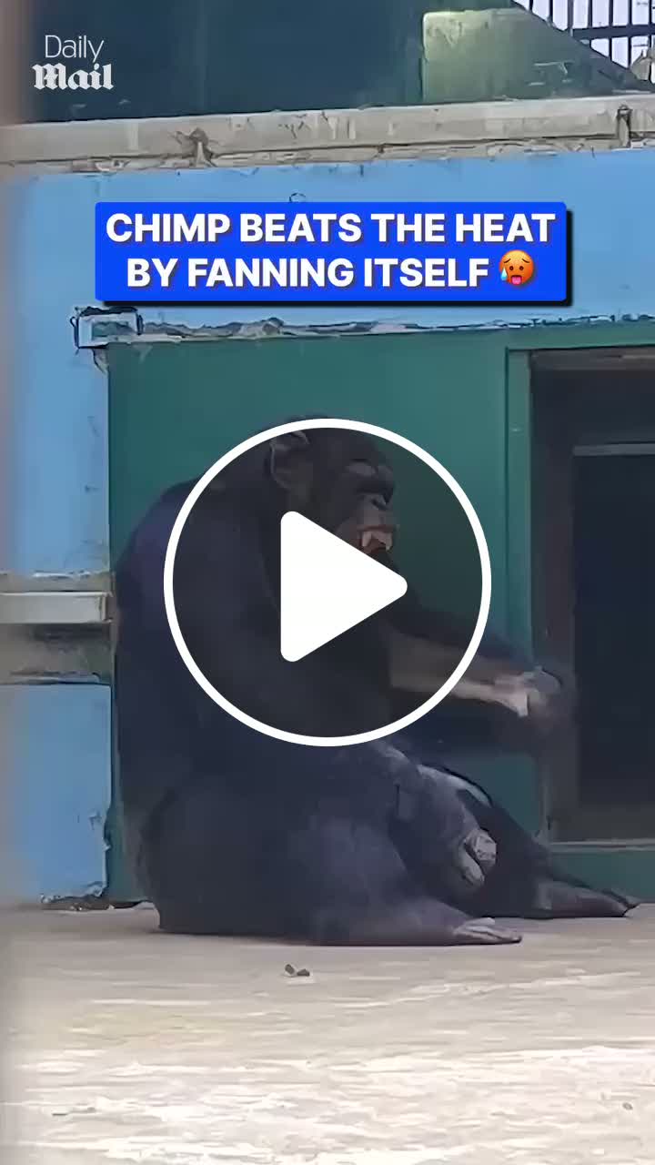 Smart chimpanzee fans itself to keep cool in heat - NewsBreak