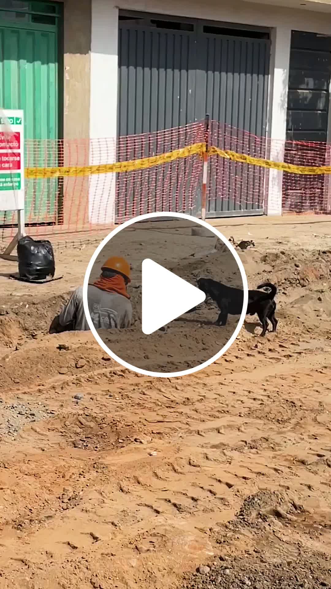 Construction worker and his dog team up to dig #shorts #dog - NewsBreak