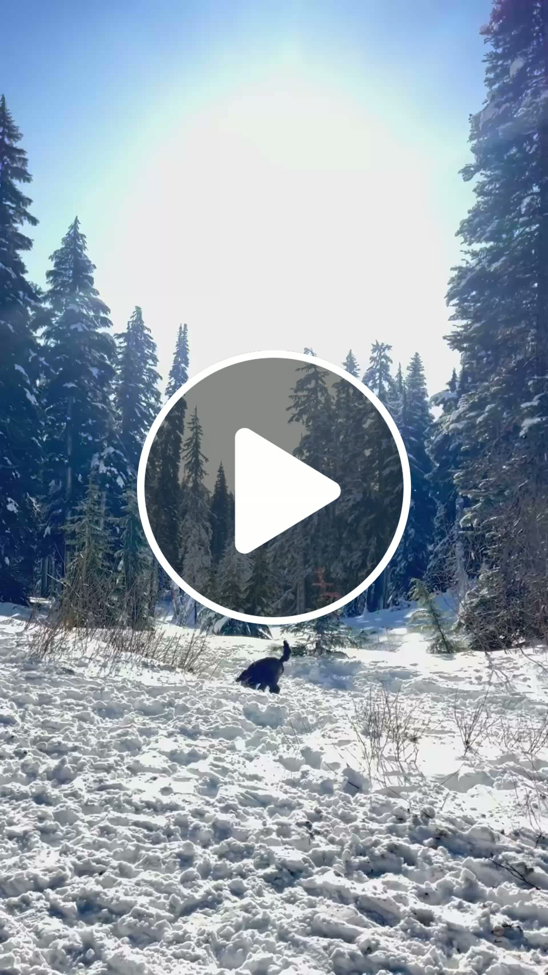 Snowshoe walk to Umbrella Falls - NewsBreak