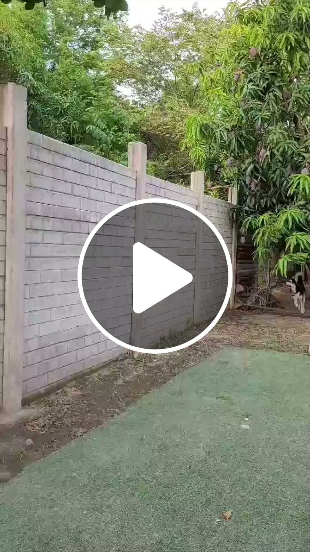 Dog Escapes Using Parkour Skills - NewsBreak